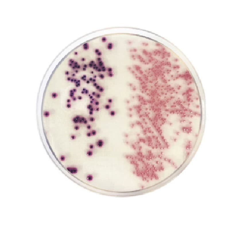 Chromogenic Coliforms Agar (CCA) ISO 500g Conda 2080 – BICS